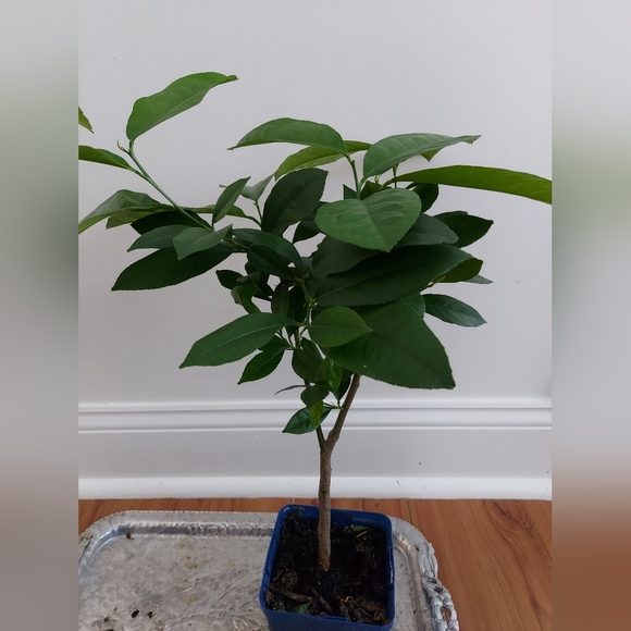 Lemon Tree | Other | Meyer Lemon Tree Dwarf Organic Lemon Tree | Poshmark